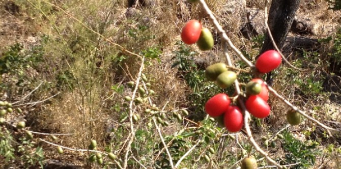 Rancho ∞ Amigos Eco Village in Mexico. Organic Farming, Fruit Trees ...