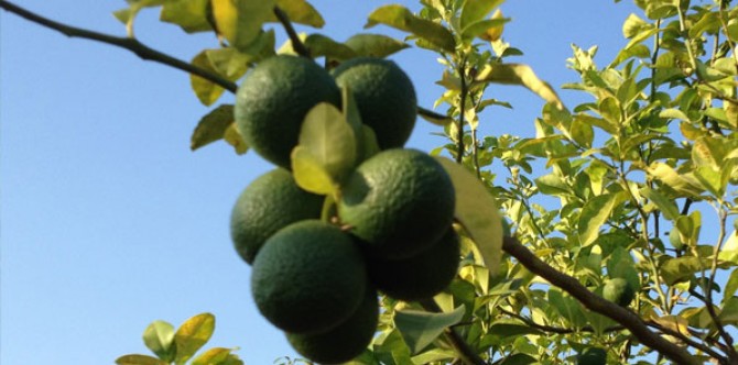 Rancho ∞ Amigos Eco Village in Mexico. Organic Farming, Fruit Trees ...